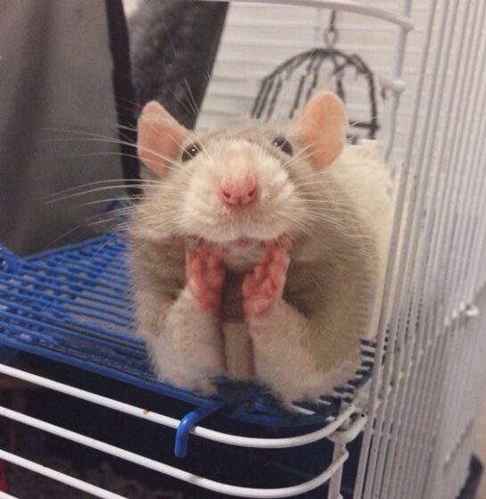 Adorable Rats That Will Change Your Mind About Pet Rats