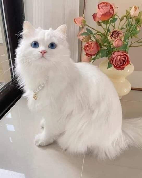 Cuteness Overload: Meet the White Cat with the Cutest Gestures