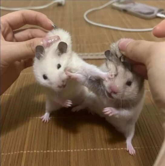 Adorable Rats That Will Change Your Mind About Pet Rats