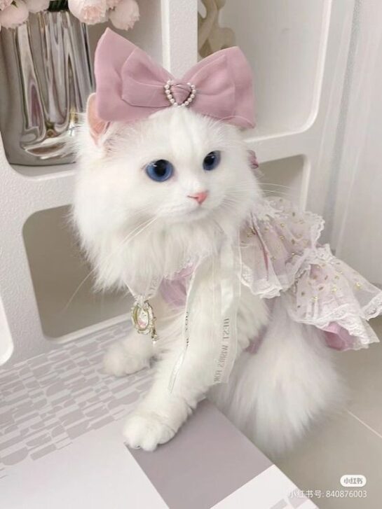 Cuteness Overload: Meet the White Cat with the Cutest Gestures