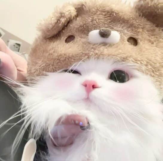 Cuteness Overload: Meet the White Cat with the Cutest Gestures