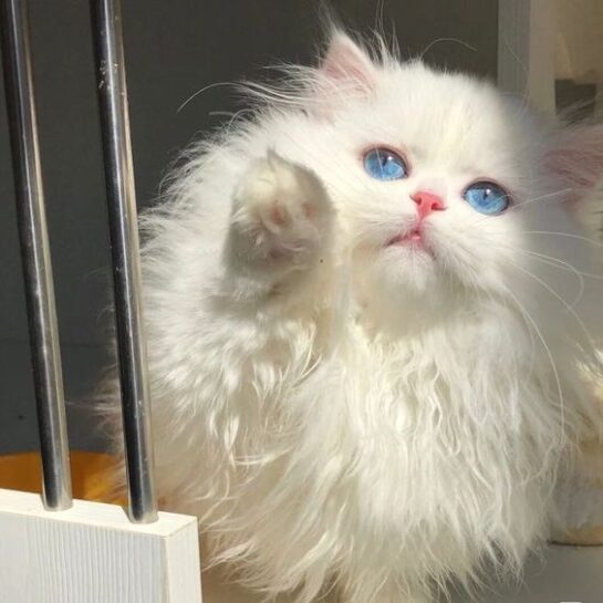Cuteness Overload: Meet the White Cat with the Cutest Gestures