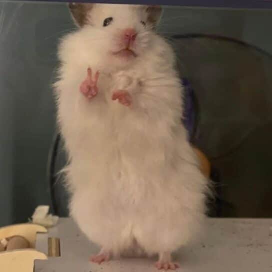 Adorable Rats That Will Change Your Mind About Pet Rats