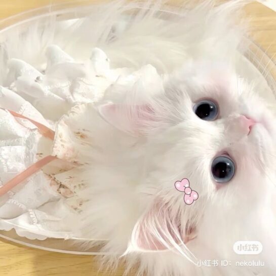Cuteness Overload: Meet the White Cat with the Cutest Gestures
