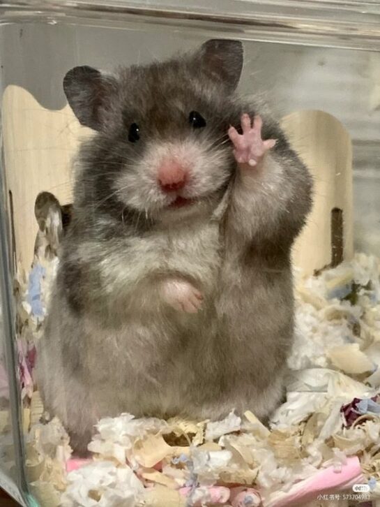 Adorable Rats That Will Change Your Mind About Pet Rats