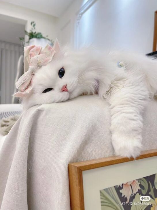 Cuteness Overload: Meet the White Cat with the Cutest Gestures