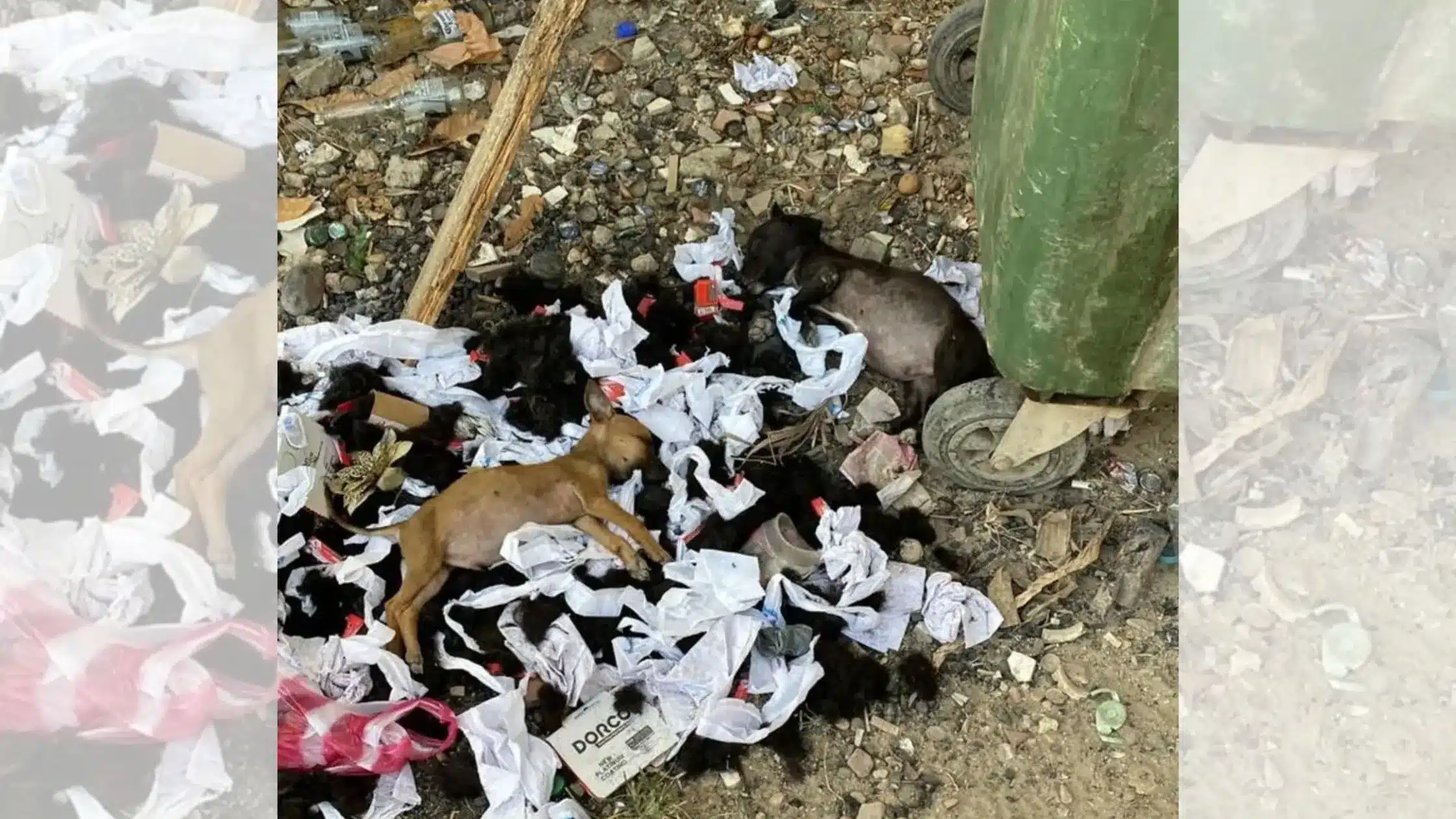 ‘Abandoned’ Babies Lose Hope That Anyone Will Come to Their Aid.