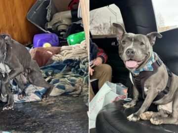 Ashley Graham stunning red carpet look at the 'Barbie' world premiere ...